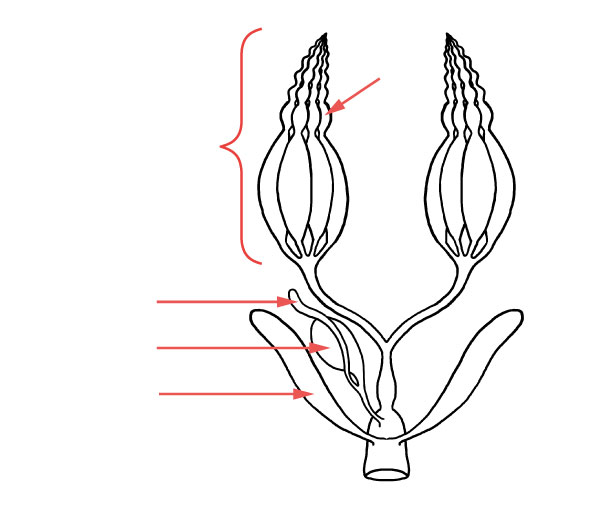 Insect Reproductive System Male